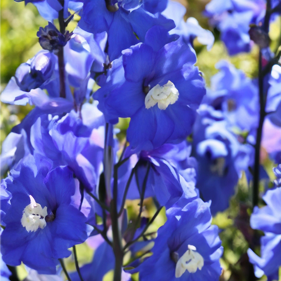 Delphinium B&L Blue Nile (Pot Size 3L) Larkspur Perennial - The Boma ...