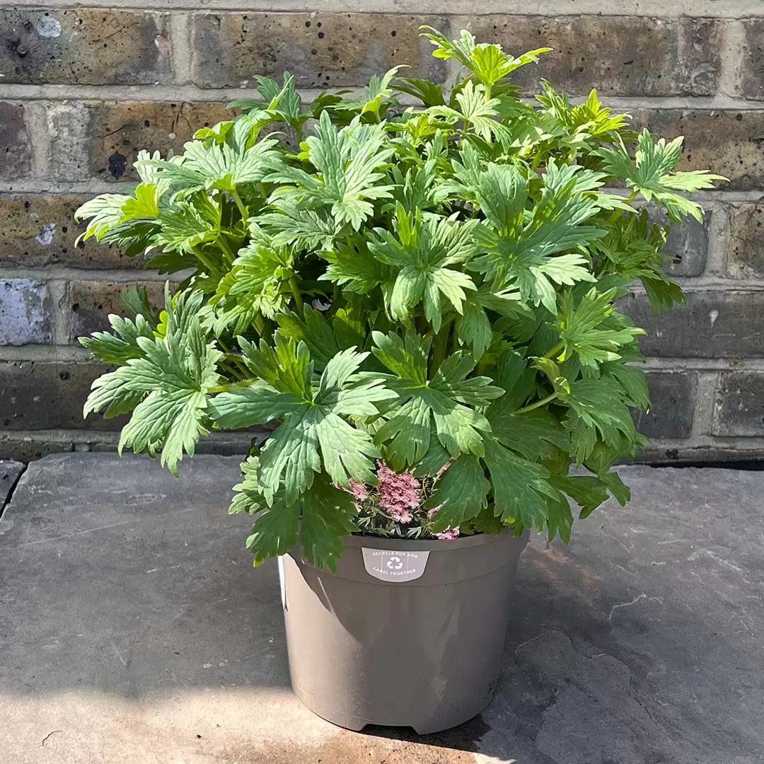 Delphinium Delgenius 'Juliette' (Pot Size 3L) Larkspur Perennial - The ...