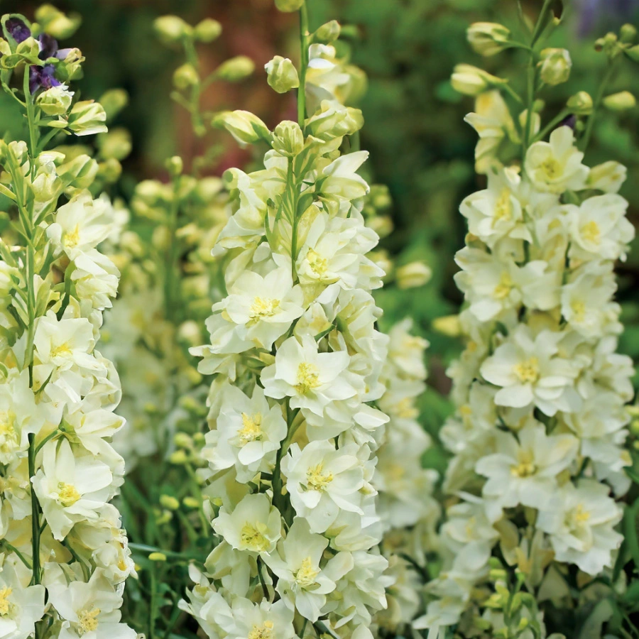 Delphinium 'Delgenius Neva' (Pot Size 3L) Larkspur Perennial - The Boma ...