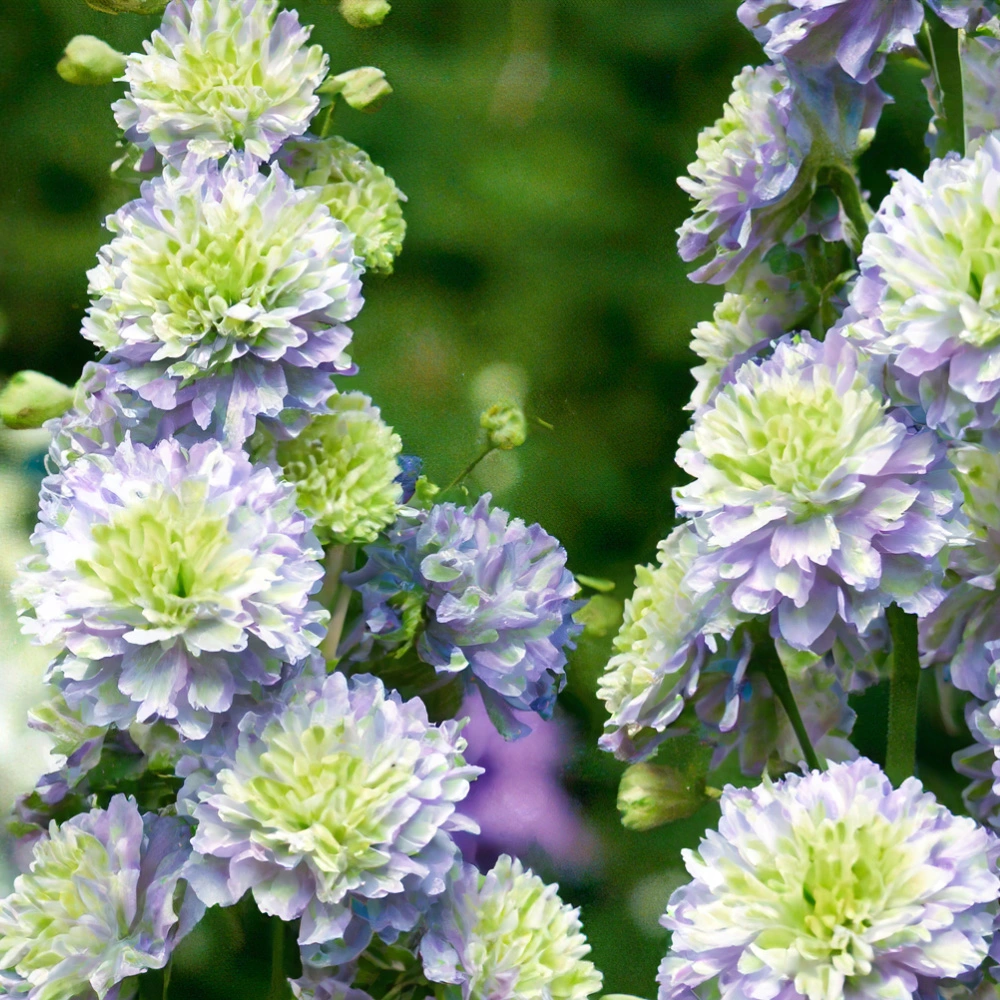 Delphinium 'Highlander Moonlight' (Pot Size 3L) Larkspur Perennial - The Boma Garden Centre