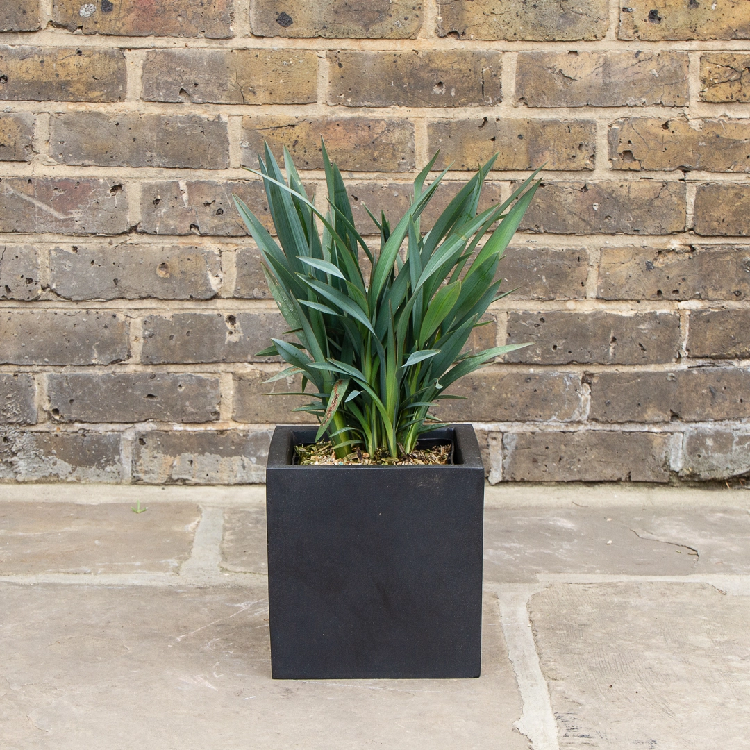 Dianella revoluta 'Blue Stream' (Pot Size 17cm) Blue Stream Flax Lily ...