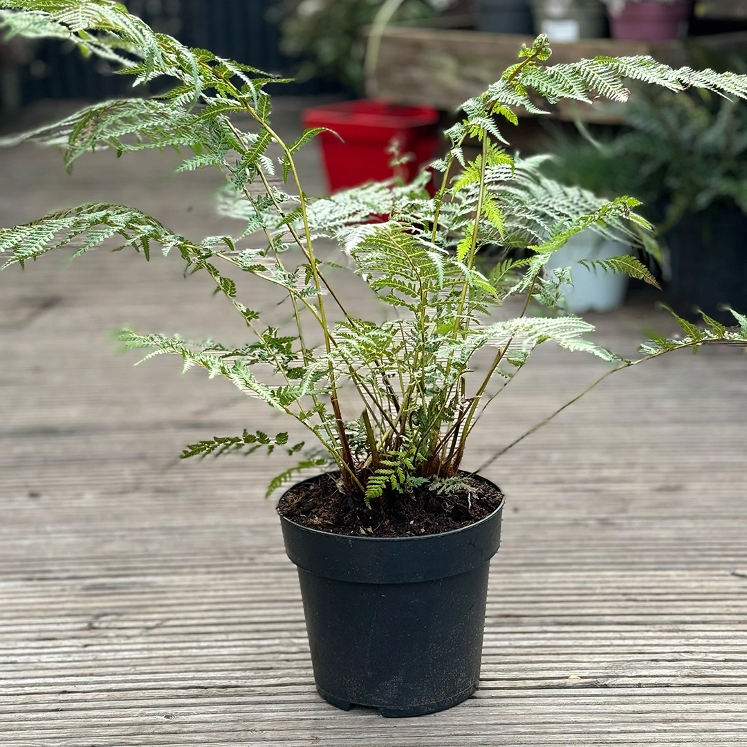 Dicksonia Antarctica (Pot Size 1Ft) Tree Fern - The Boma Garden Centre