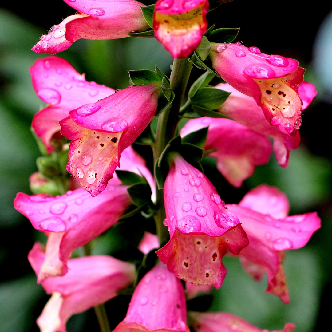 Digiplexis × valinii 'Berry Canary' (Pot Size 3ltr) - Foxglove ...