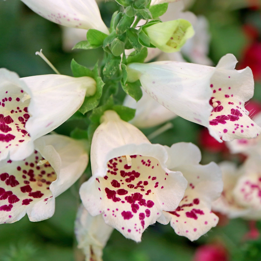 Digitalis 'Dalmatian Cream' (Pot Size 3ltr) Foxglove Perennial - The ...