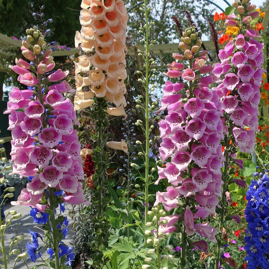 Digitalis Foxglove 'Excelsior Mix' (Pot Size 1ltr) Perennial - The Boma ...