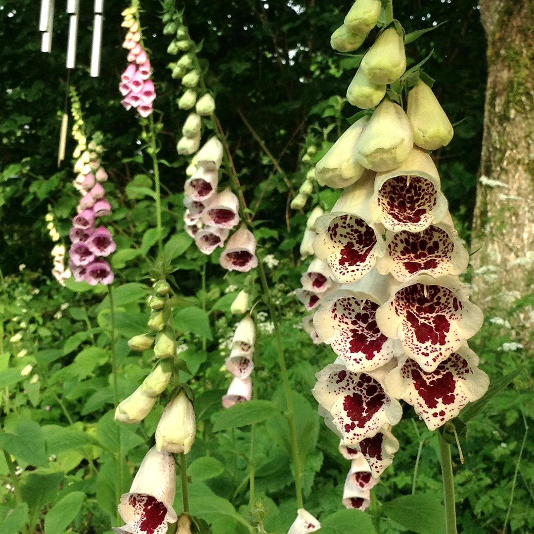 Digitalis purpurea 'Giant Spotted' (Pot Size 2L) Foxglove - The Boma ...
