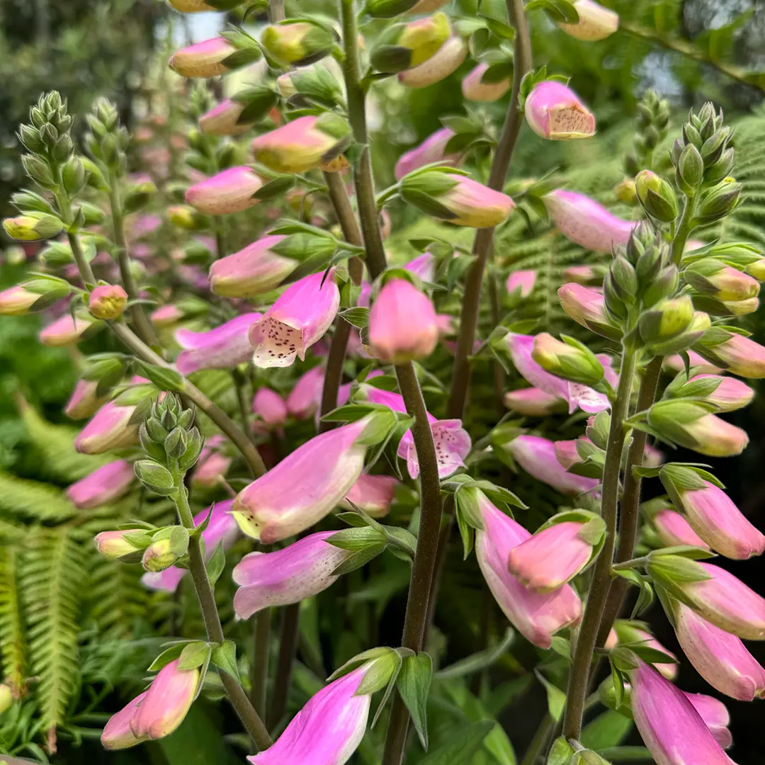 Digitalis purpurea 'Lucas Pink' (Pot Size 19cm) - Foxgloves - The Boma ...