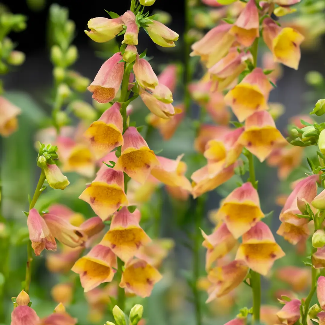 Digitalis x valinii ‘Goldcrest’ (Pot Size 2L) Hybrid Foxglove - The ...