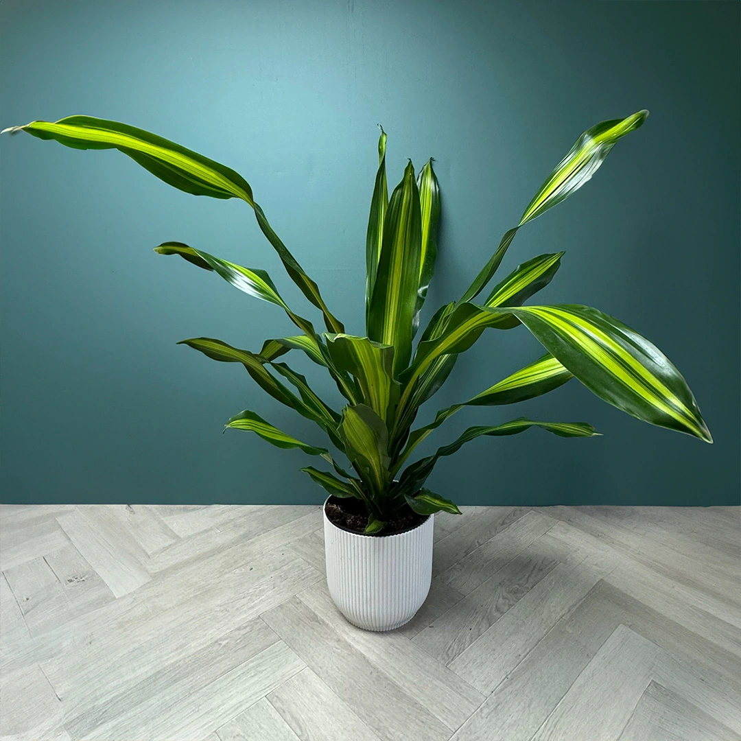 Dracaena 'Burley' (Pot Size 24cm) Dragon Tree - The Boma Garden Centre