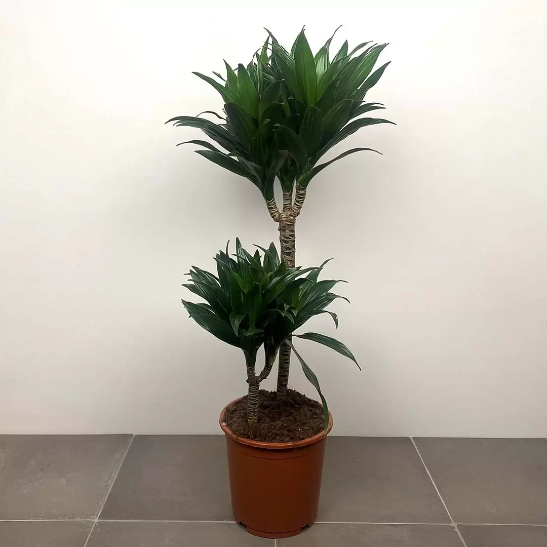 Dracaena fragrans 'Compacta' (Pot Size 19cm) Compact dragon tree - The ...