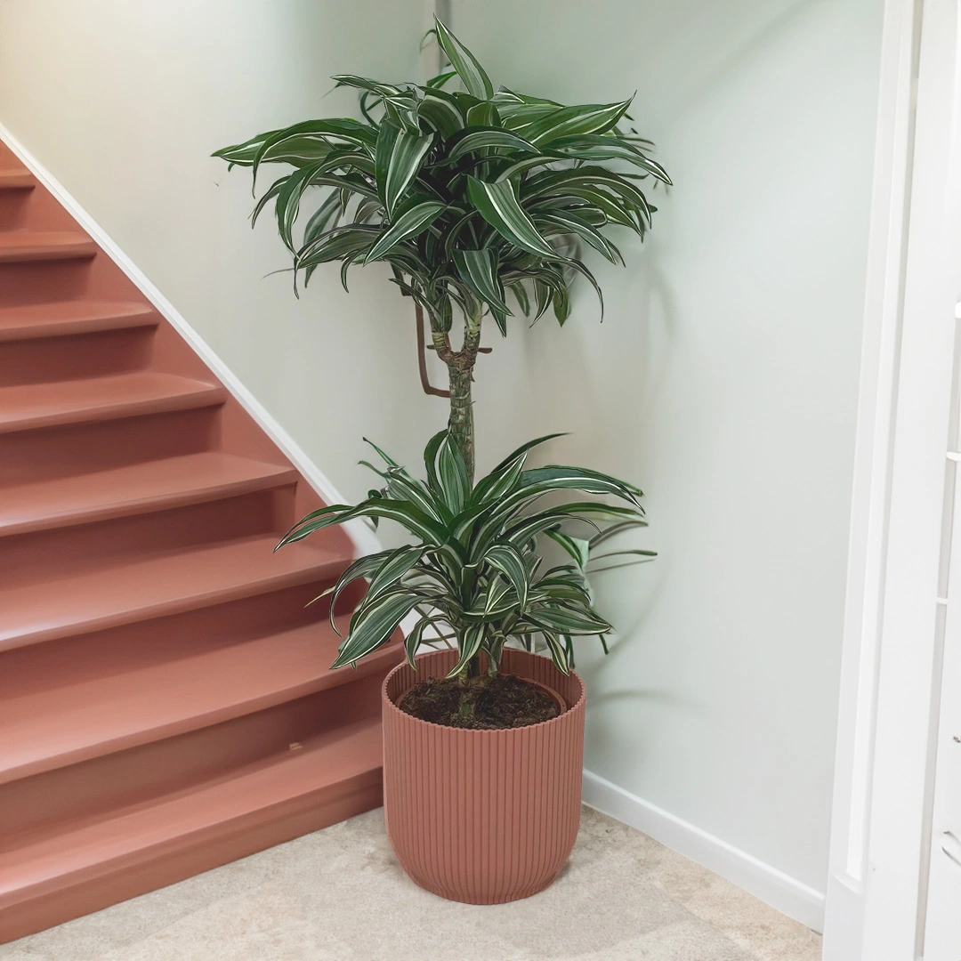 Dracaena fragrans 'Jade Jewel' (Pot Size 19cm) Corn plant - The Boma ...