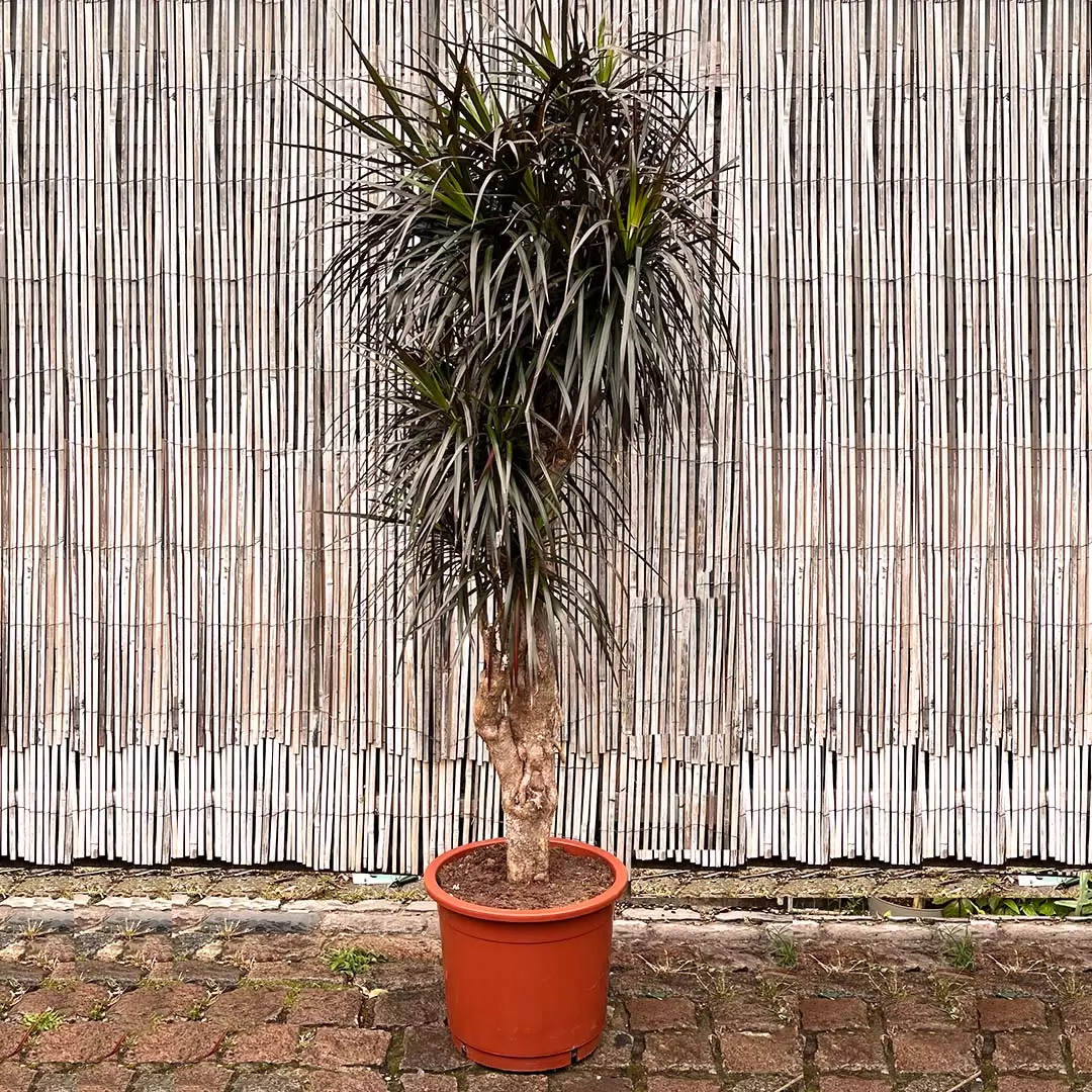 Dracaena marginata 'Magenta' (Pot Size 35cm) Approx Height 180cm - The ...