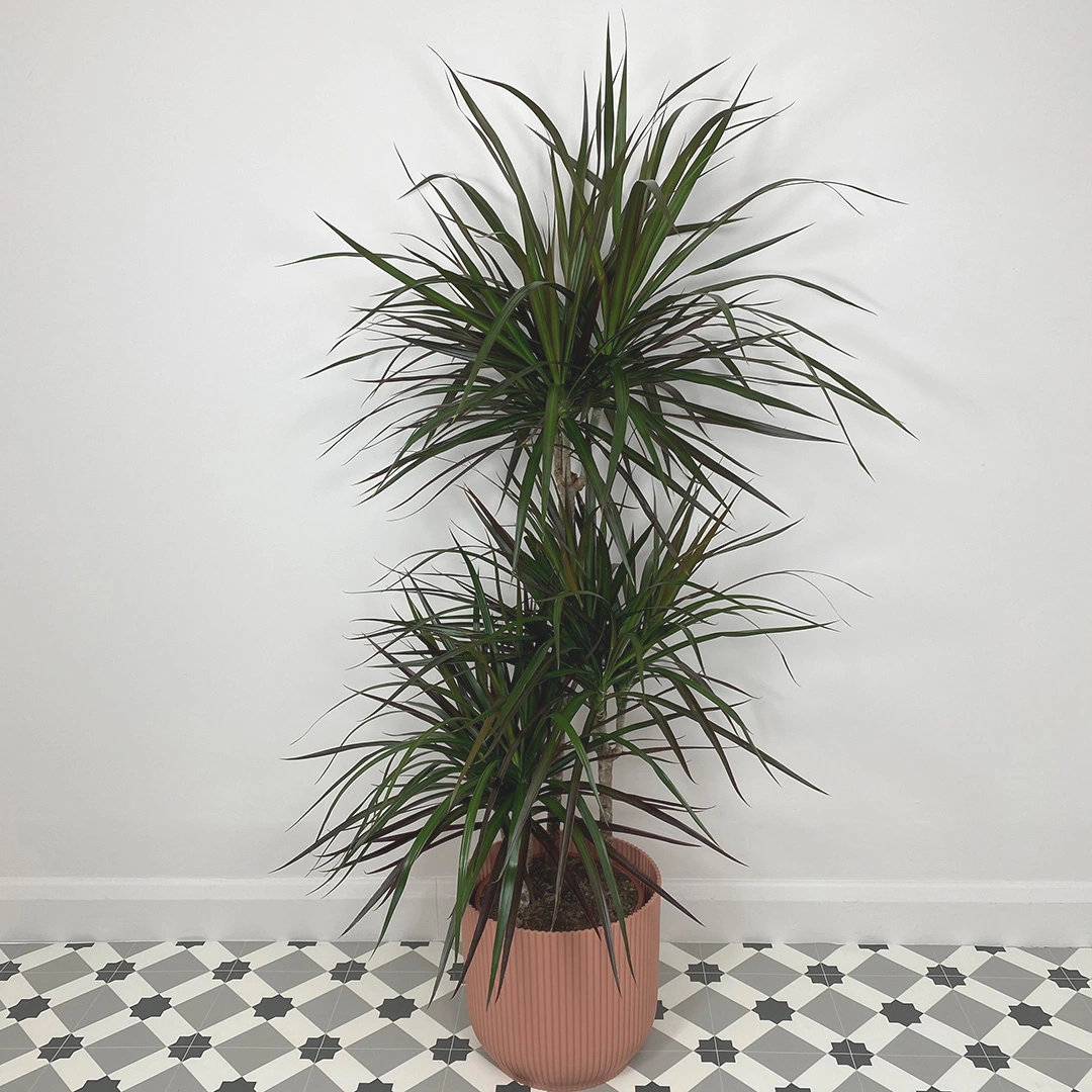 Dracaena marginata 'Magenta' (Pot Size 21cm) Approx Height 120cm - The ...