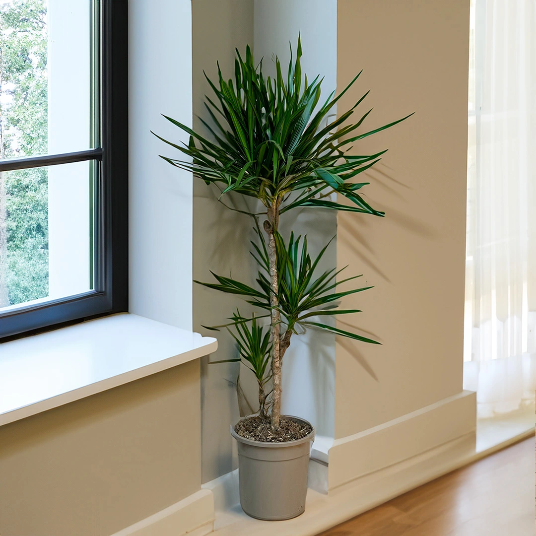 Dracaena marginata 'Magenta' (Pot Size 24cm) Approx Height 130cm - The ...
