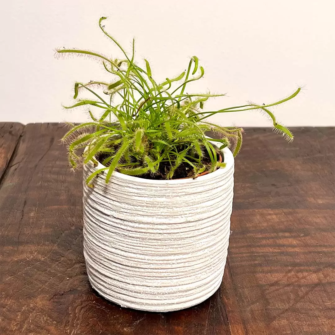Drosera capensis 'Alba' (Pot Size 8.5cm) Cape sundew - The Boma Garden ...