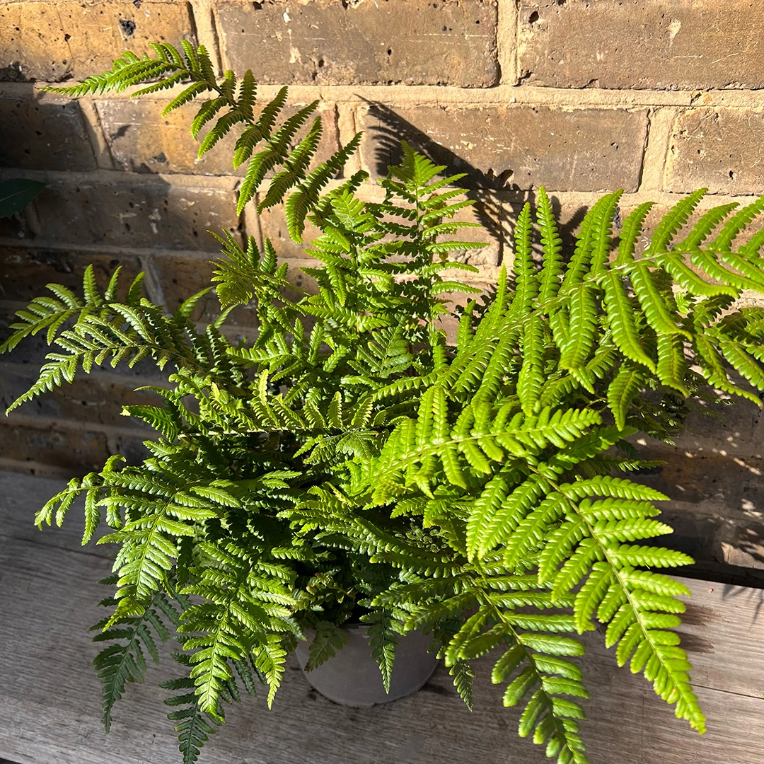 Dryopteris affinis (Pot Size 2L) Golden Male Fern - The Boma Garden Centre