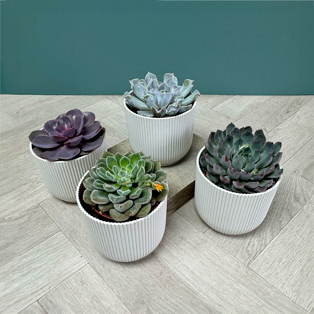 Echeveria 4 Succulent White Collection - The Boma Garden Centre