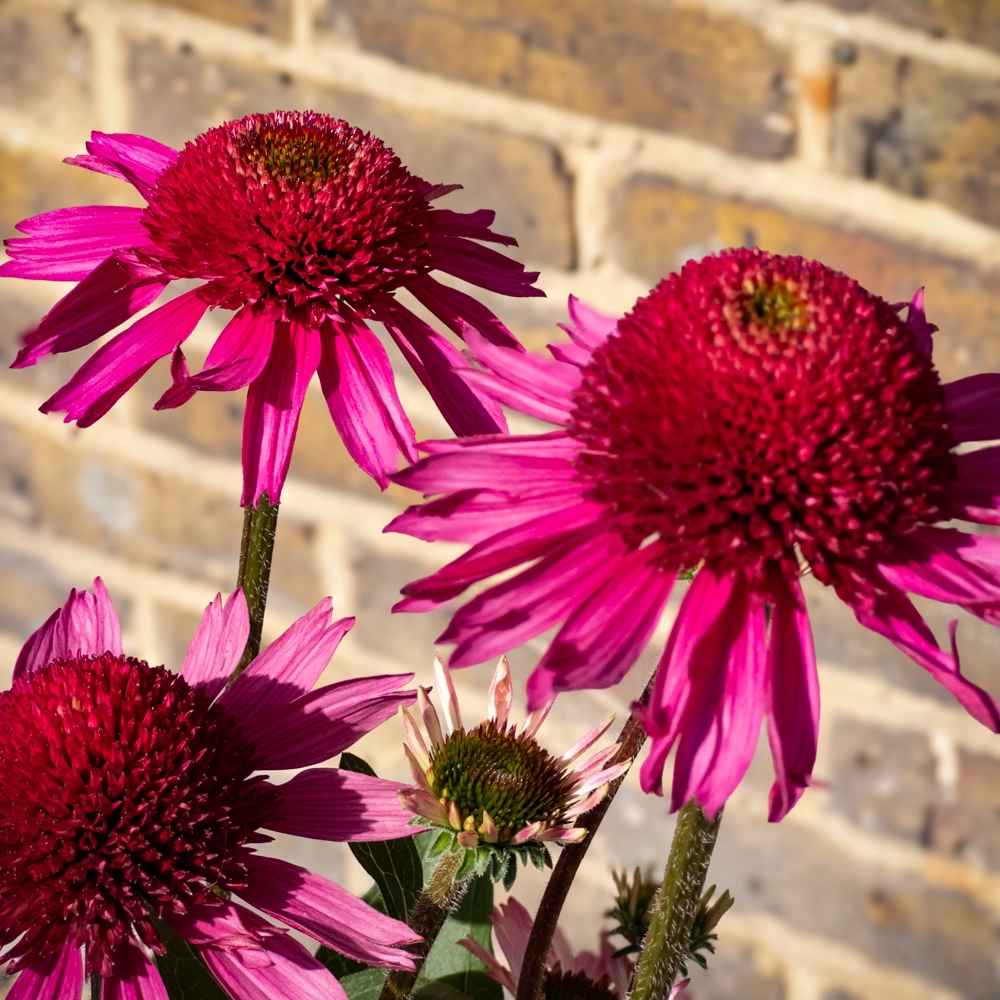 Echinacea ‘Delicious Candy’ (Pot Size 3L) Delicious Candy Coneflower ...