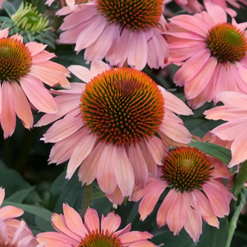 Echinacea ‘Mooodz Devotion' (Pot Size 3L) Coneflower - The Boma Garden ...