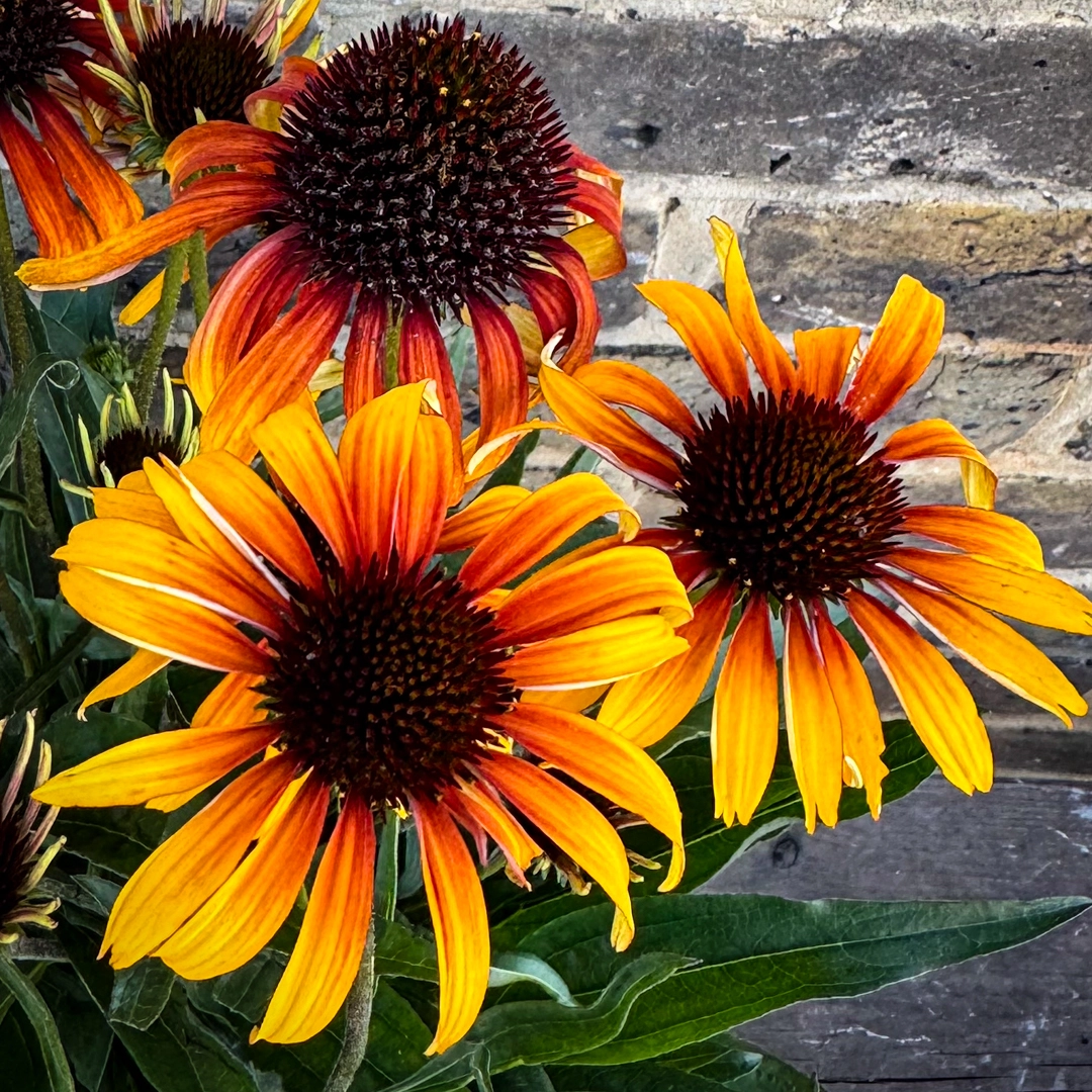 Echinacea ‘Parrot' (Pot Size 3L) Fine Feathered Coneflower - The Boma ...