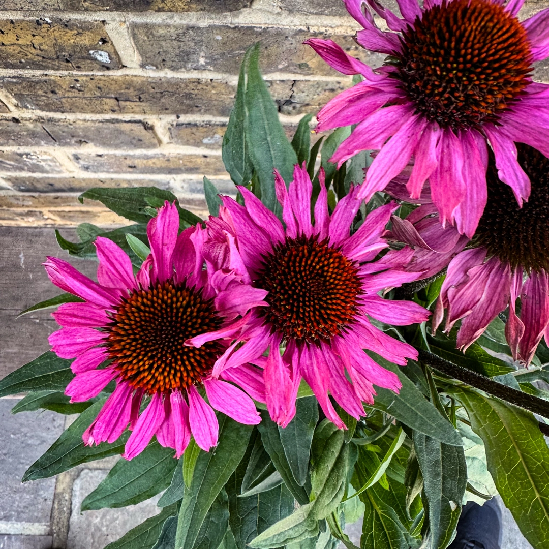 Echinacea ‘Pink' (Pot Size 19cm) Coneflower - The Boma Garden Centre
