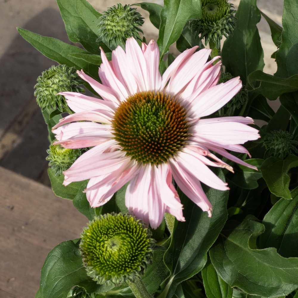 Echinacea ‘Sunseekers Blush' (Pot Size 3L) Sunseekers Blush Coneflower ...