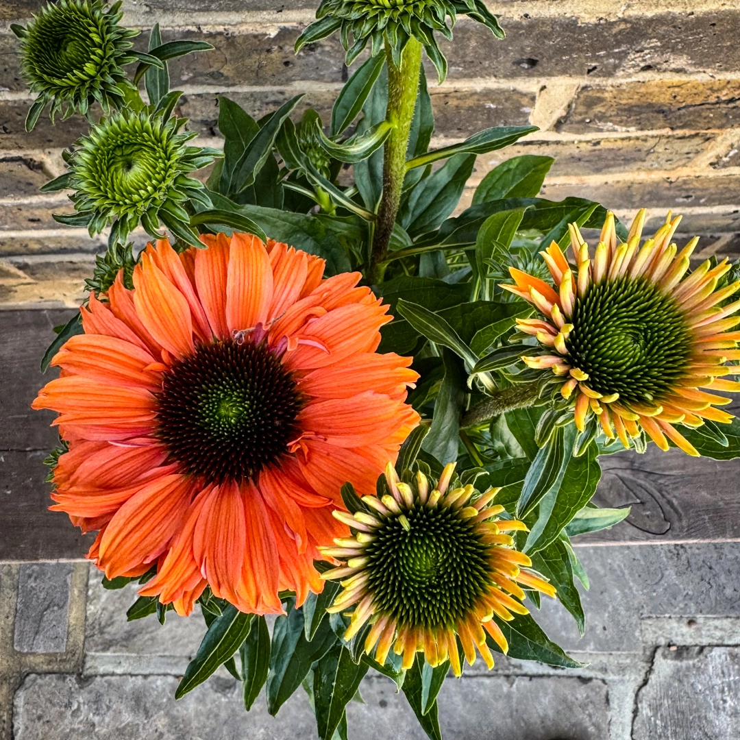 Echinacea ‘Sunseekers Mineola' (Pot Size 3L) Coneflower - The Boma ...