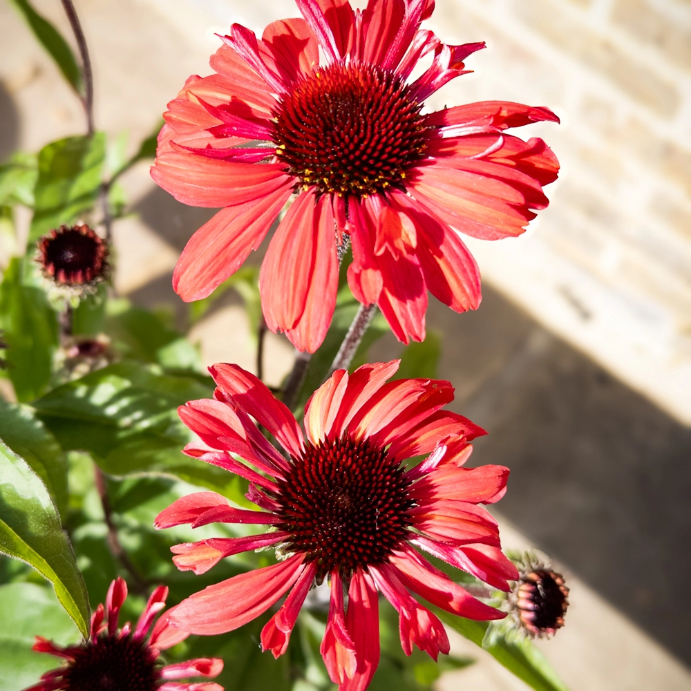 Echinacea ‘Sunseekers Red' (Pot Size 3L) Coneflower - The Boma Garden ...