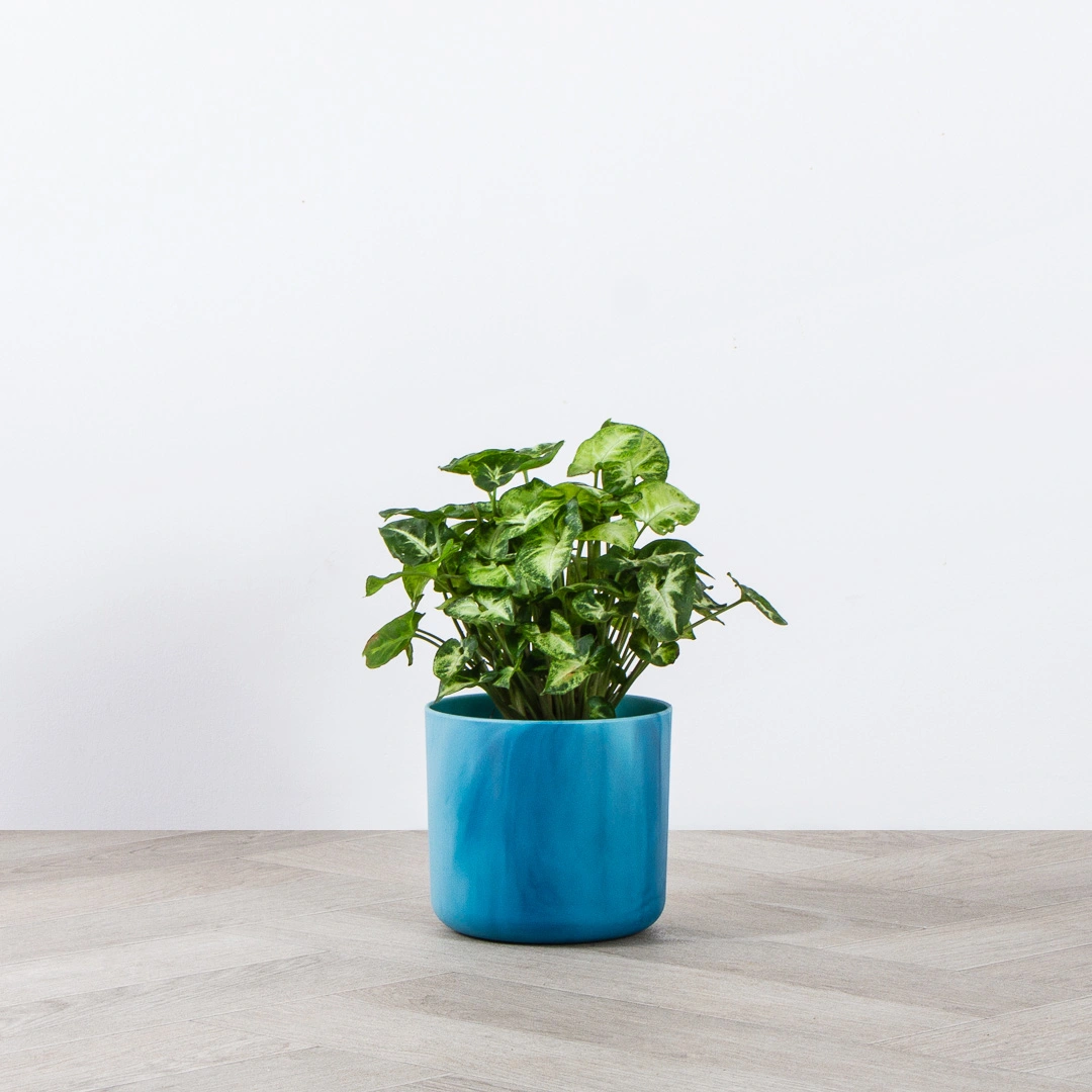 14cm plant pot store
