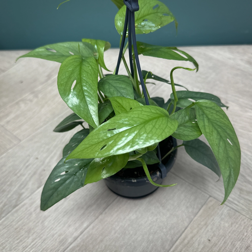 Epipremnum Cebu Blue (Pot Size 10.5cm) Adorable Hanging Plant - The ...