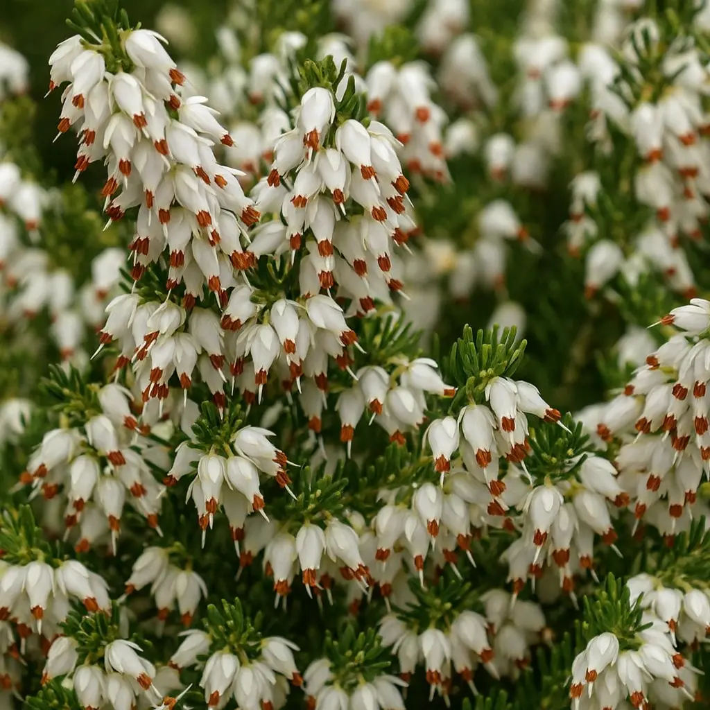 Erica 'Darleyensis' White (Pot Size 13cm) - The Boma Garden Centre