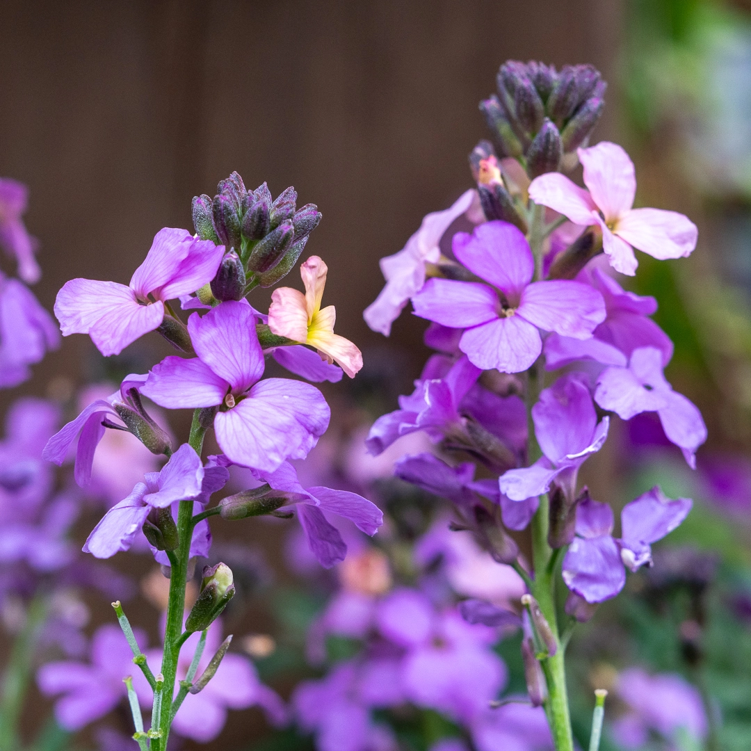Erysimum linifolium (Pot Size 13cm) Alpine Wallflower - The Boma Garden ...
