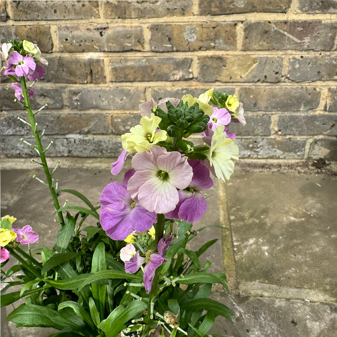 Erysimum 'Purple Glow' (Pot Size 2L) Wallflower - The Boma Garden Centre