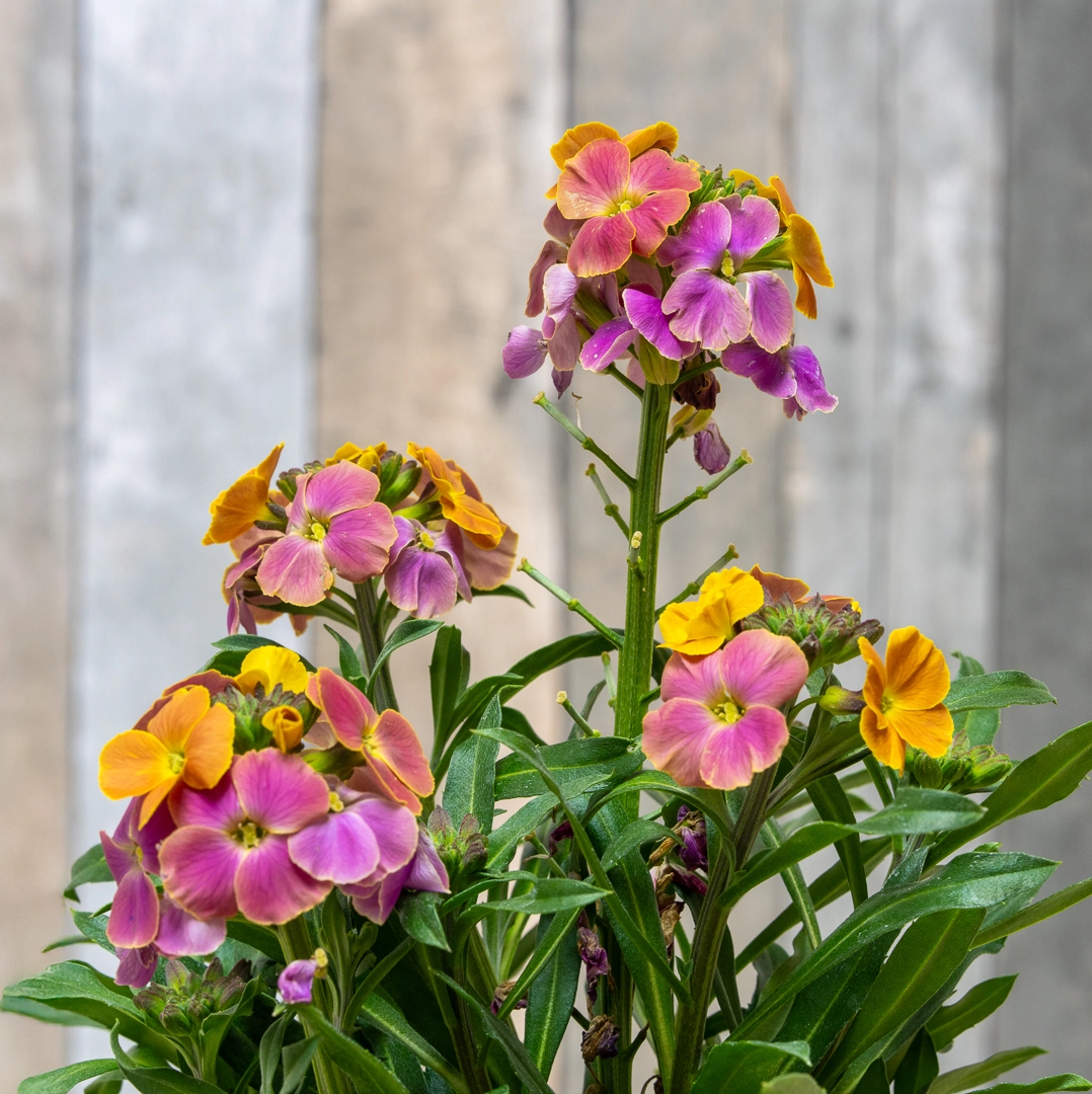 Erysimum 'Tricolour Erysistible' (Pot Size 13cm) - The Boma Garden Centre