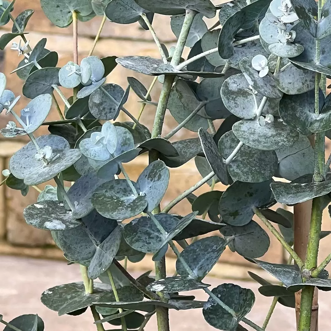 Eucalyptus gunnii (Pot Size 2L) - Cider Gum - The Boma Garden Centre