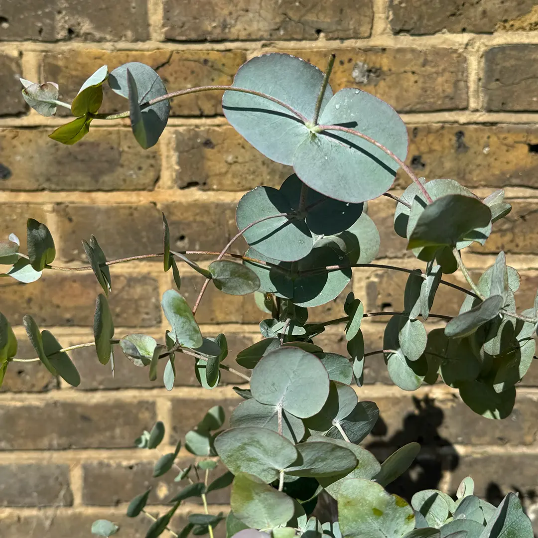 Eucalyptus gunnii 'Silver Dollar' (Pot Size 4L) Cider Gum Tree - The ...