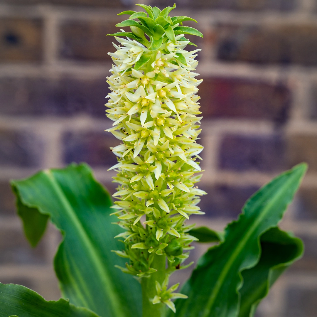 Eucomis ‘Aloha Maui’ (Pot Size 1.5L) Aloha Maui Pineapple Lily Perennial Yarrow - The Boma ...