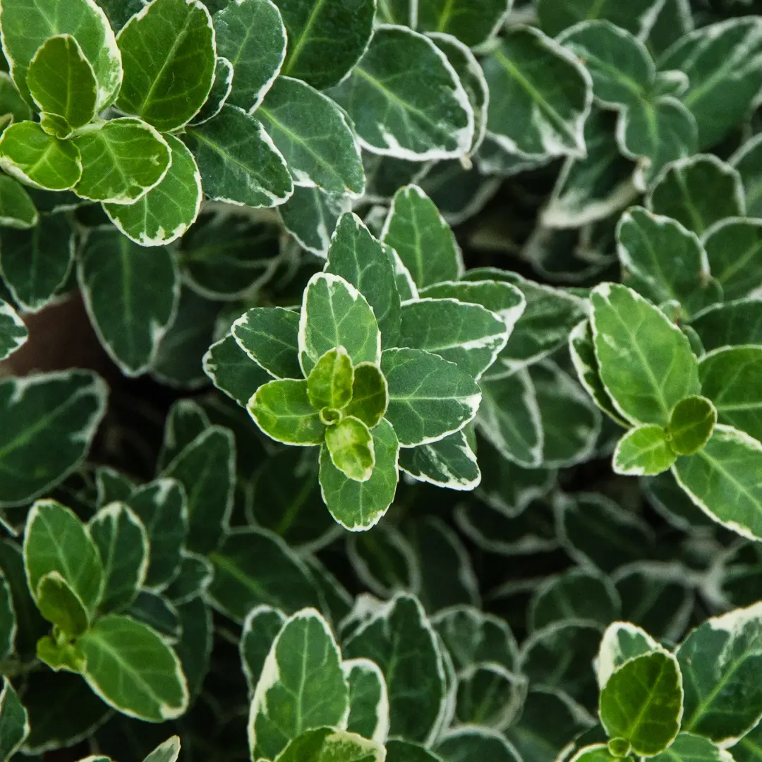 Euonymus fortunei 'Emerald Gaiety' (Pot Size 3L) - Spindle - The Boma ...