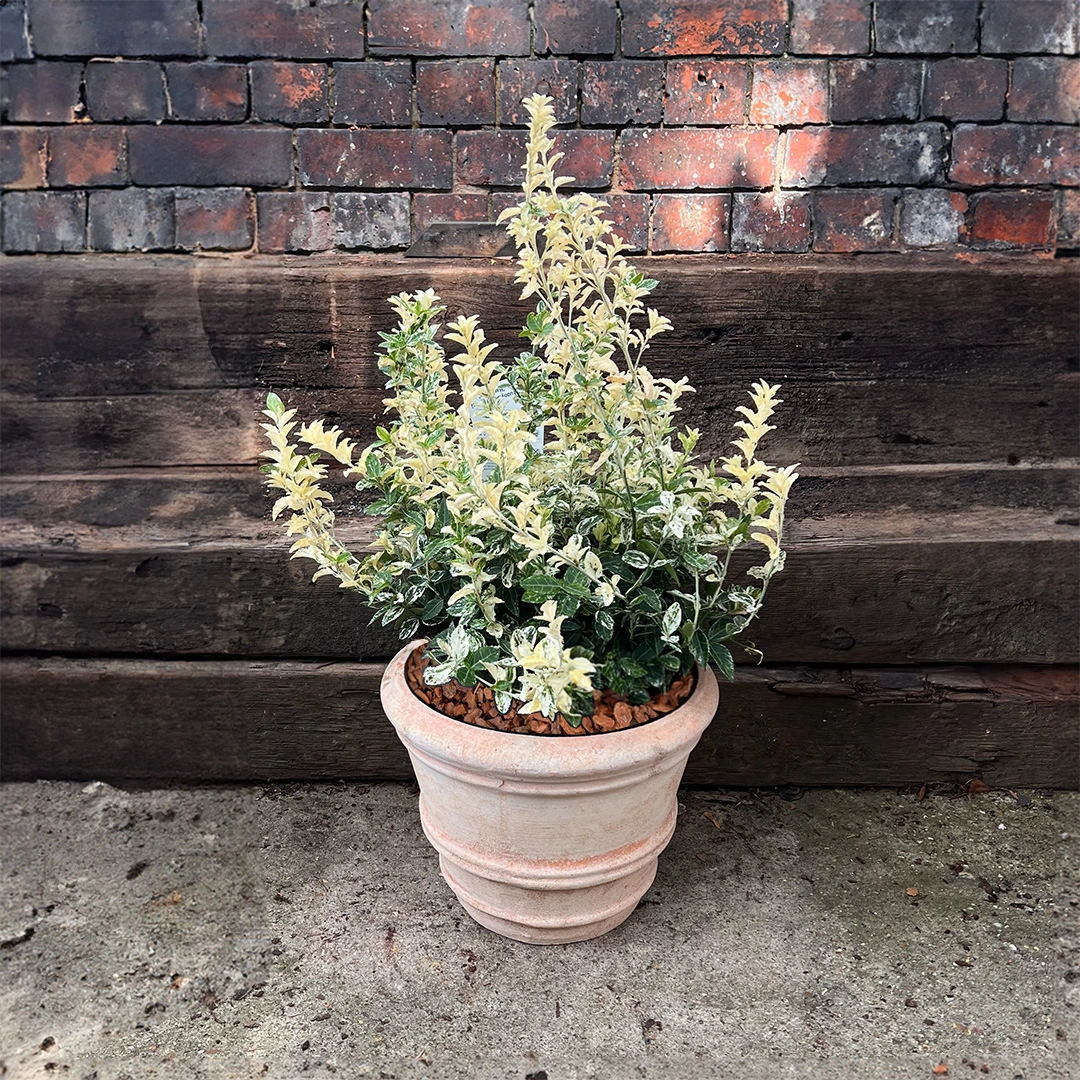 Euonymus fortunei 'Harlequin' (Pot Size 3L) - The Boma Garden Centre