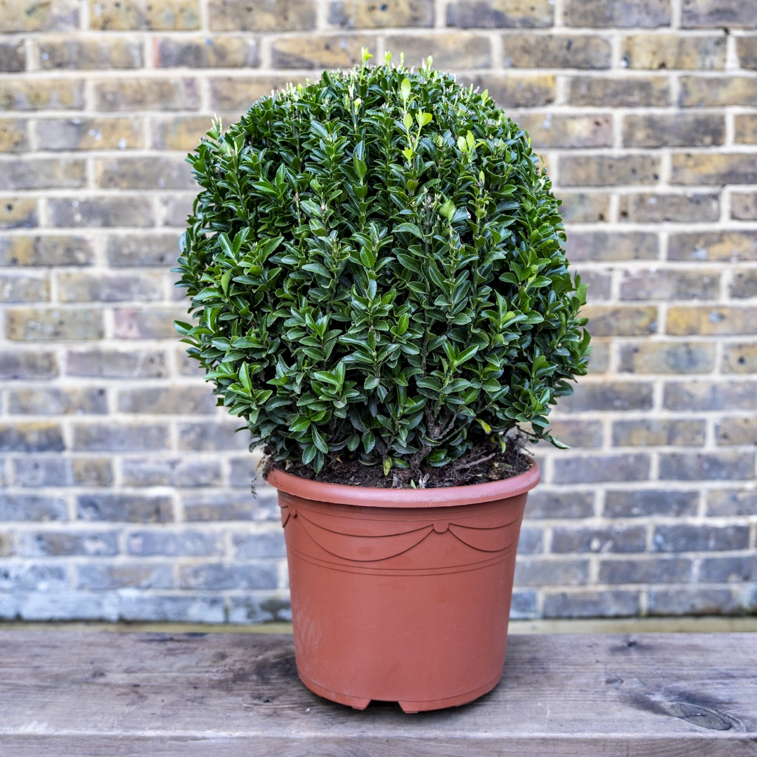 Euonymus 'Green Spire' Ball (Pot Size 10L) - The Boma Garden Centre