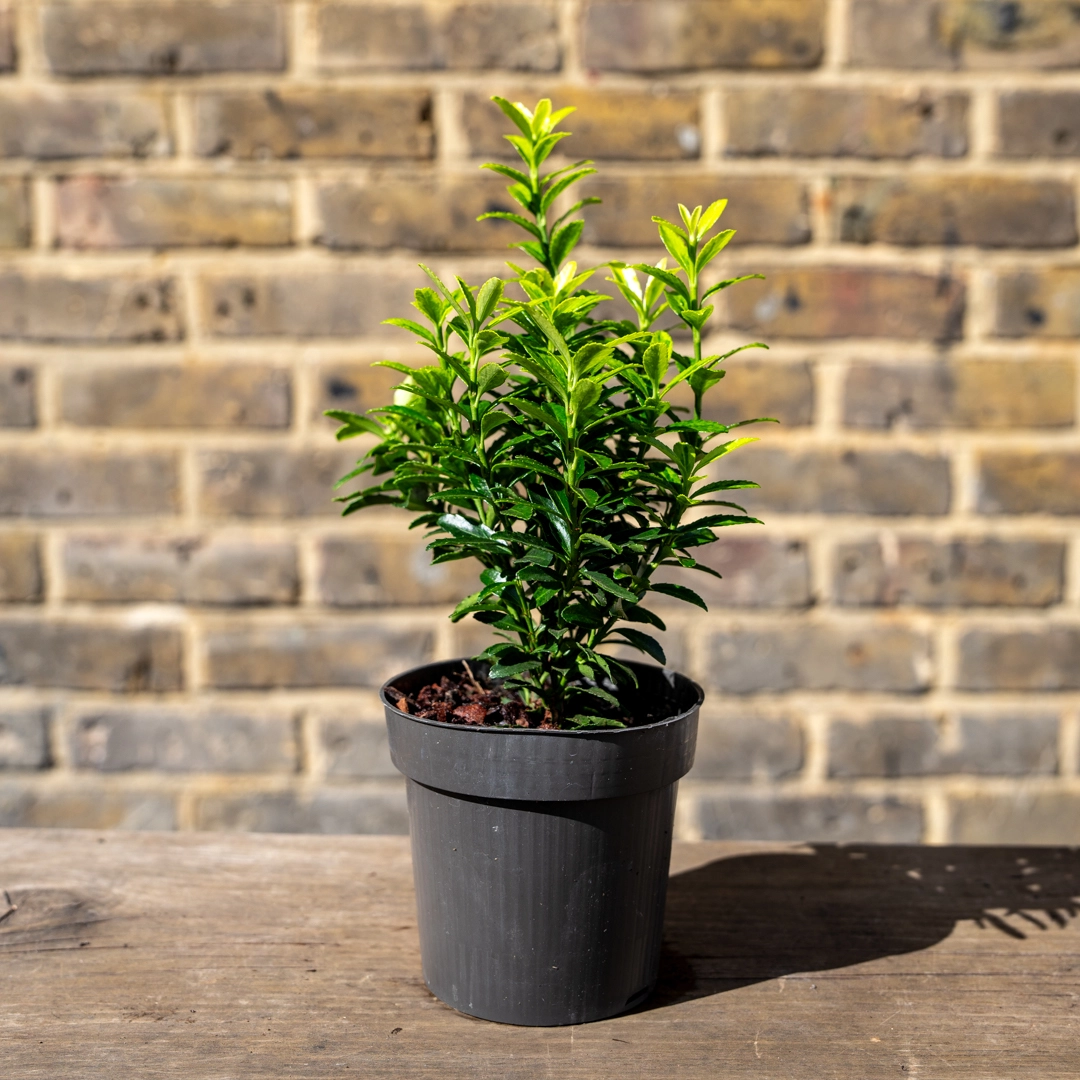 Euonymus japonicus ‘Aureovariegatus’ (Pot Size 9cm) - Japanese Spindle ...