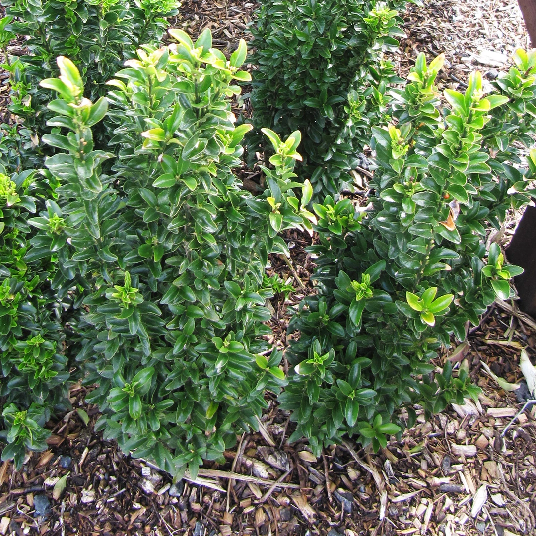 Euonymus japonicus 'Green Rocket' (13cm) Columnar Evergreen Shrub - The ...