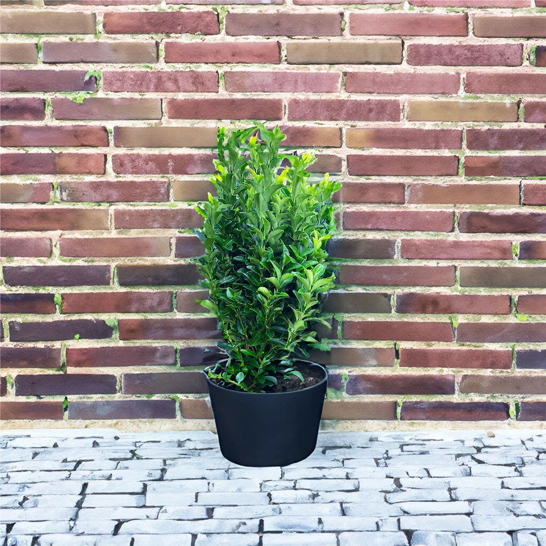 Euonymus japonicus 'Green Spider' (Pot Size 1L) Japanese Spindle - The ...