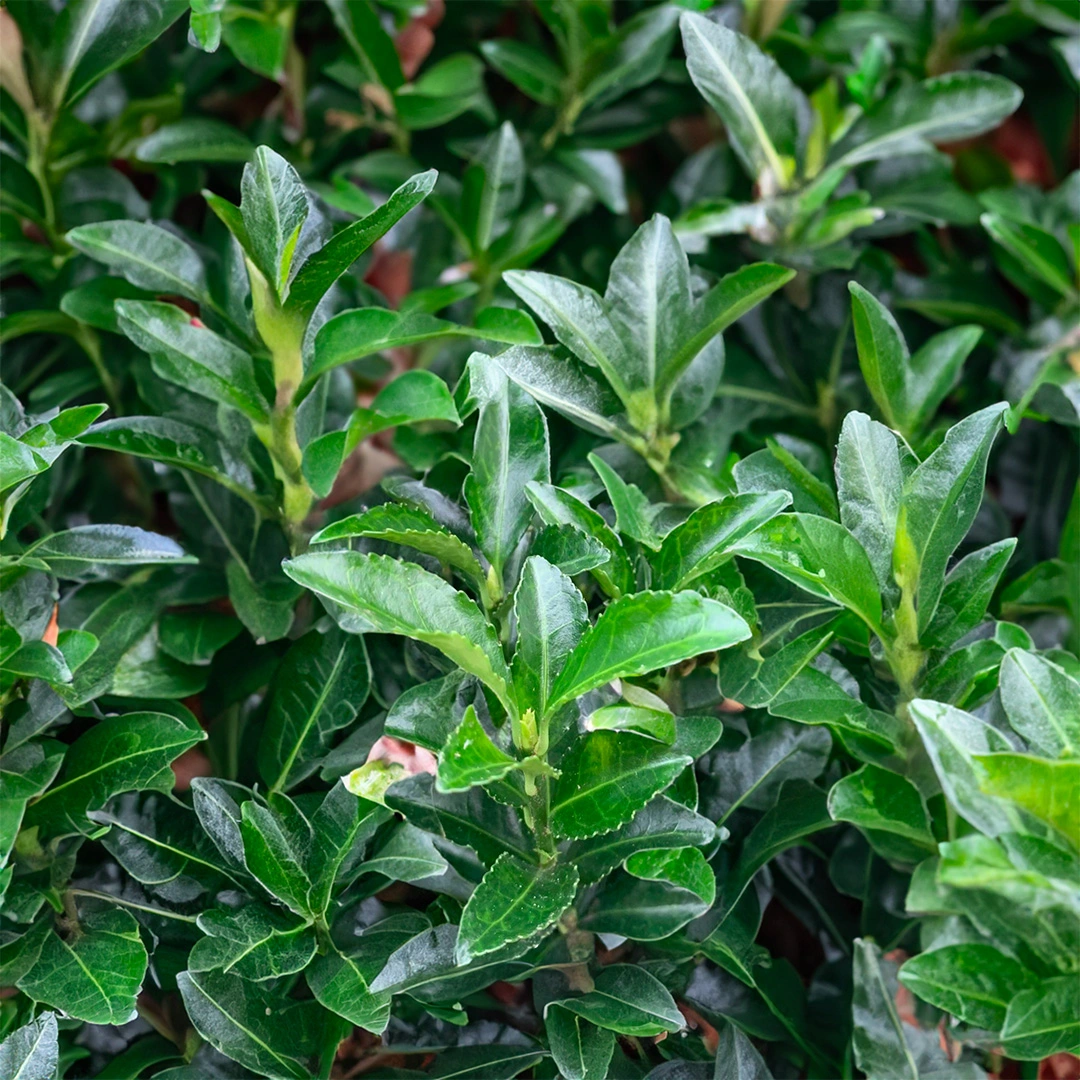 Euonymus japonicus 'Green Spider' (Pot Size 3L) Japanese Spindle - The ...