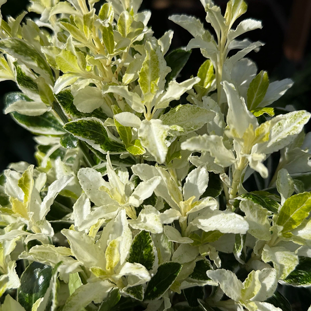 Euonymus japonicus 'Pierrolino' (Pot Size 1.5L) Japanese Spindle ...