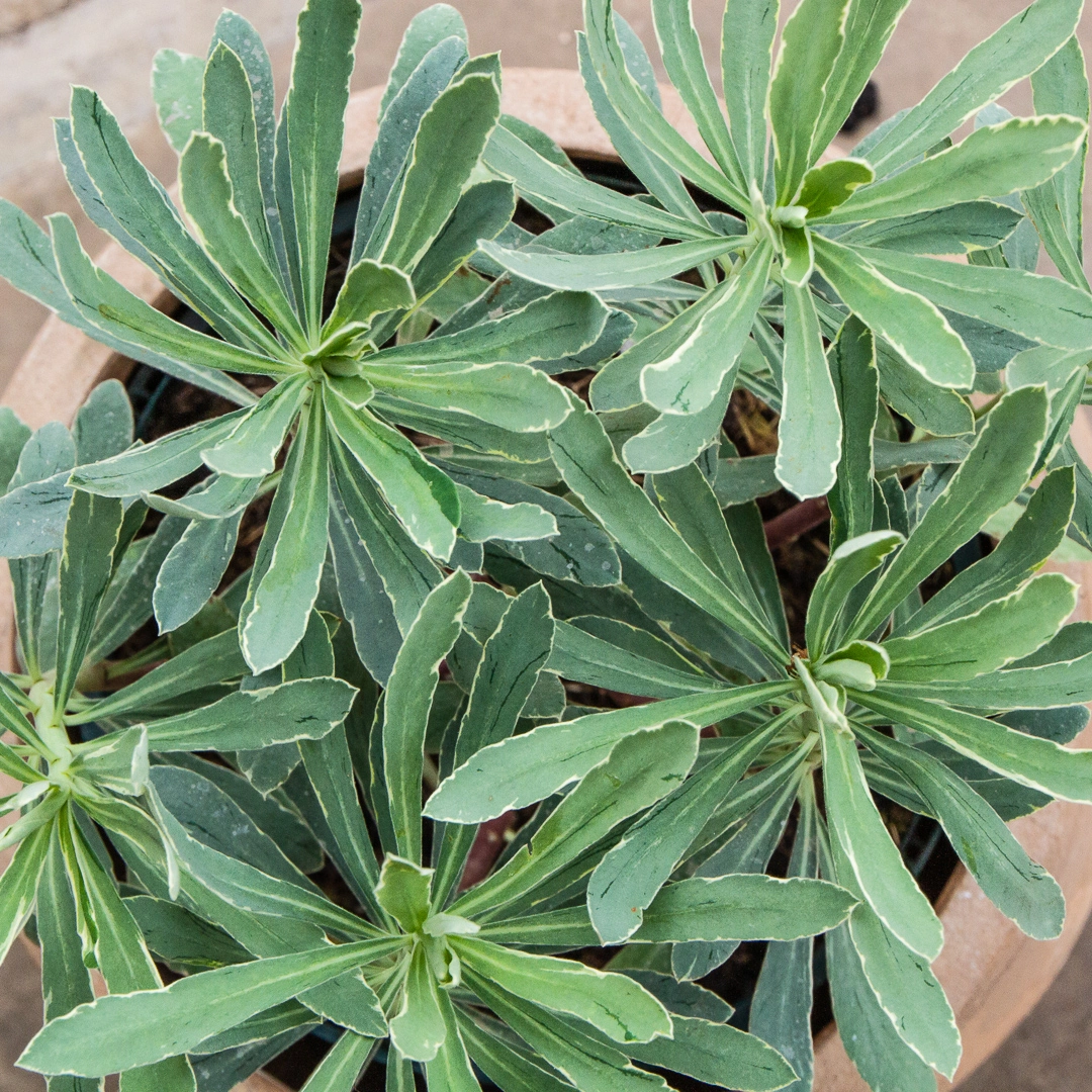 Euphorbia characias 'Silver Edge' (2L) Mediterranean Spurge - The Boma ...