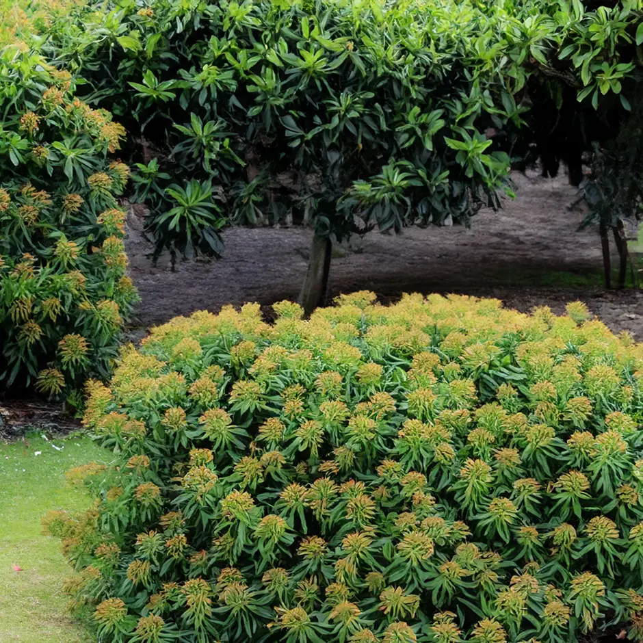 Euphorbia mellifera (4L) Honey Spurge - The Boma Garden Centre
