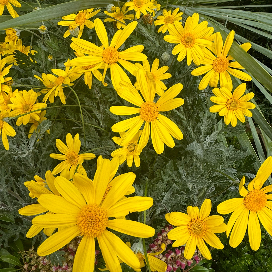 Euryops Pectinatus (Pot Size 14cm) Golden Daisy Bush - The Boma Garden ...