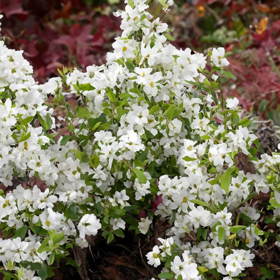Exochorda Lotus Moon (Pot Size 3L) - The Boma Garden Centre