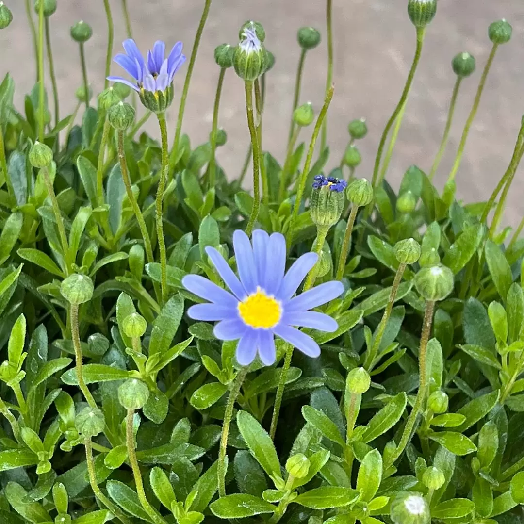 Felicia amelloides 'Felicitara Blue' (Pot Size 17cm) - Blue daisy - The ...